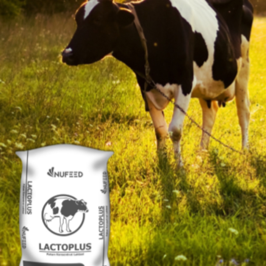 Pakan Konsentrat Sapi Perah (Laktasi) - LACTOPLUS KSP4