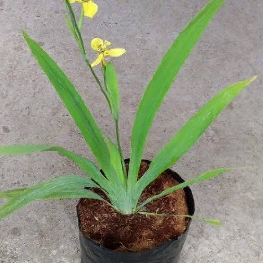 Bunga Iris kuning