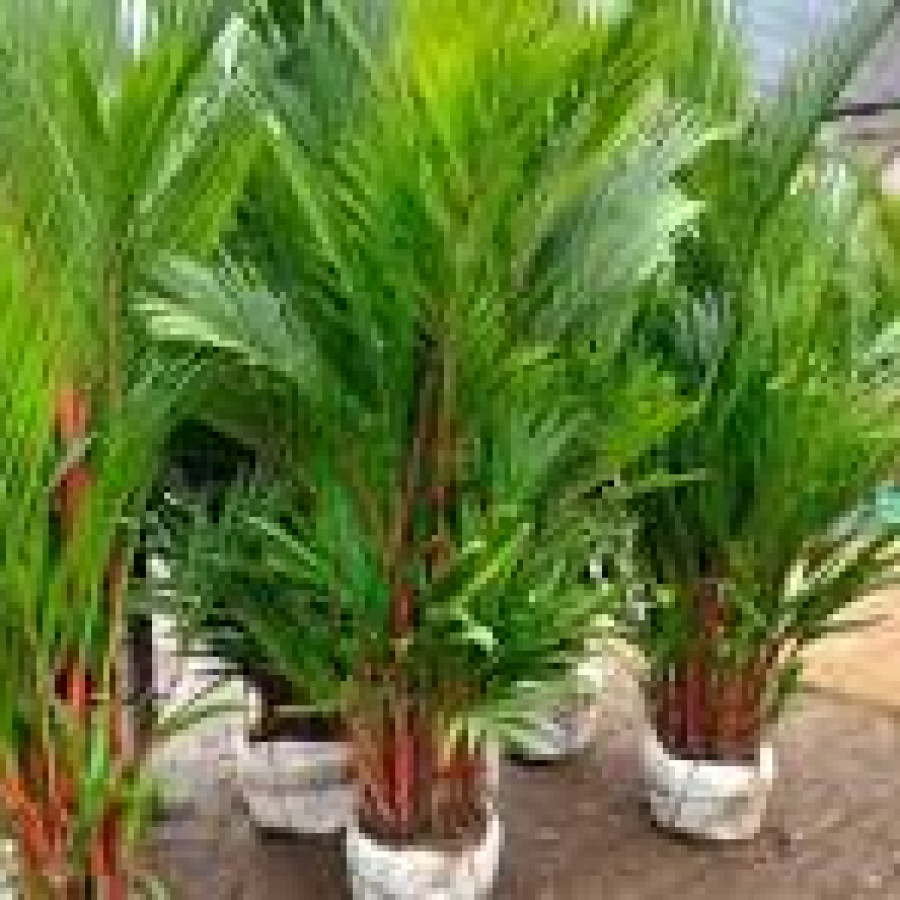 Pohon Pinang Merah