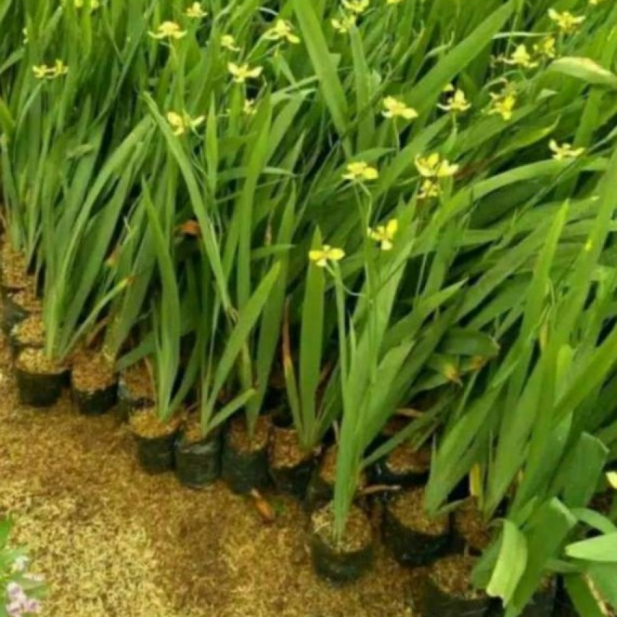 Bunga Iris kuning